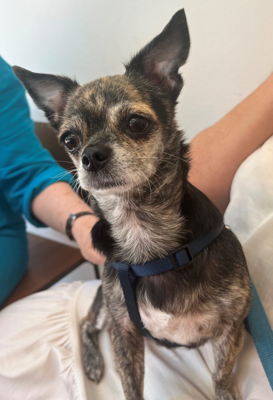 All Dogs Matter | Sky