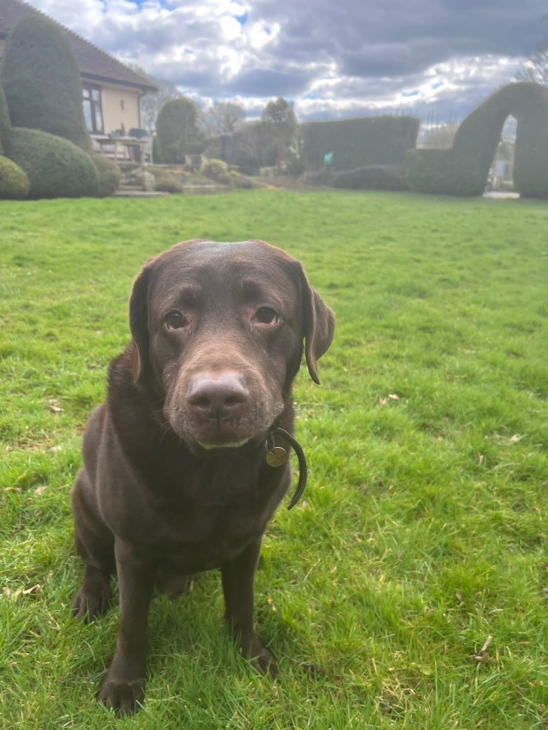 All Dogs Matter | Brodie