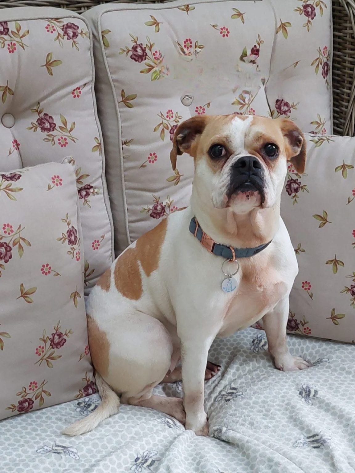 All Dogs Matter | Stella