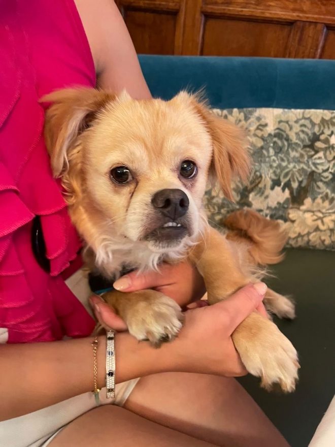 All Dogs Matter | Max