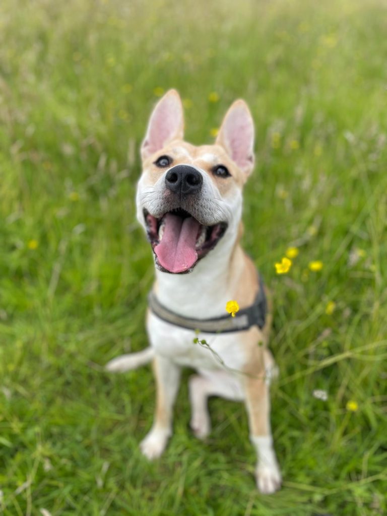 All Dogs Matter | Sienna