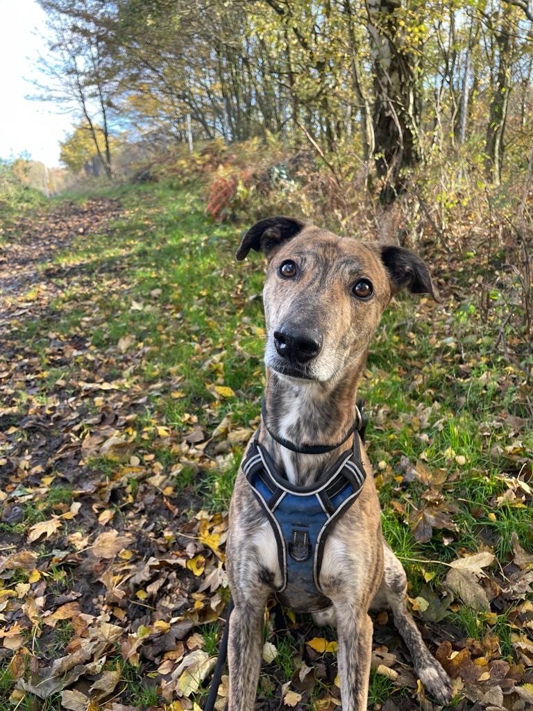 All Dogs Matter | Colin