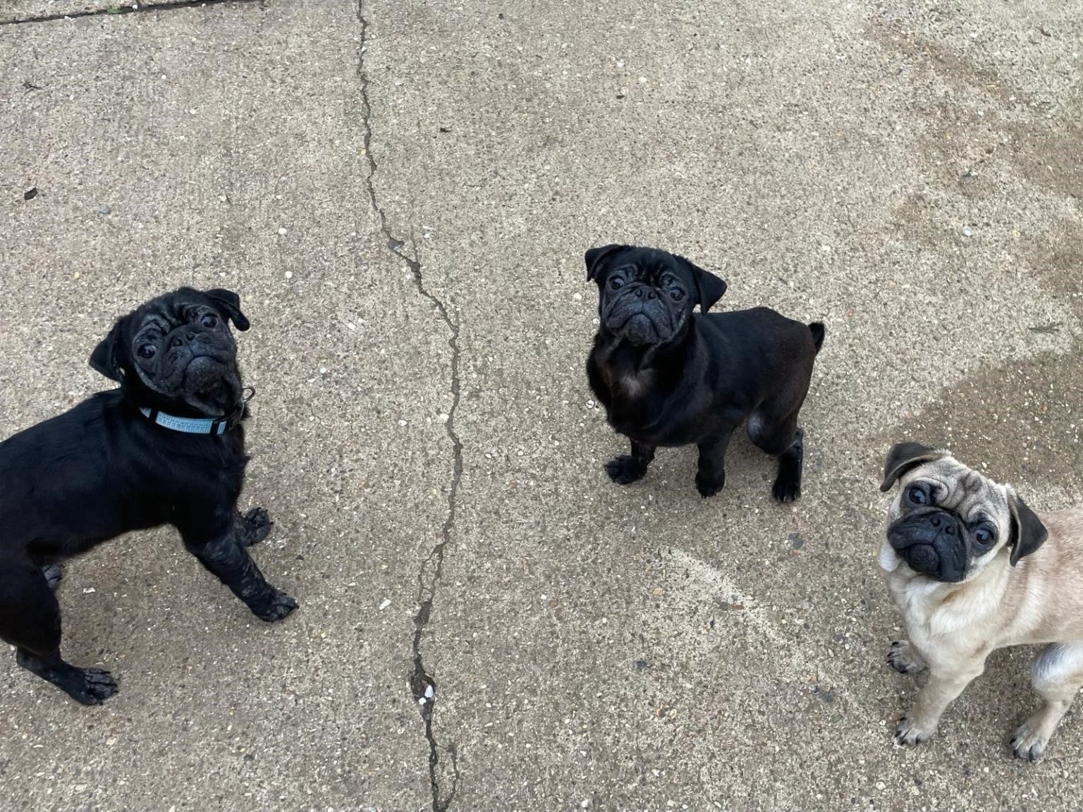 All Dogs Matter | Wojack