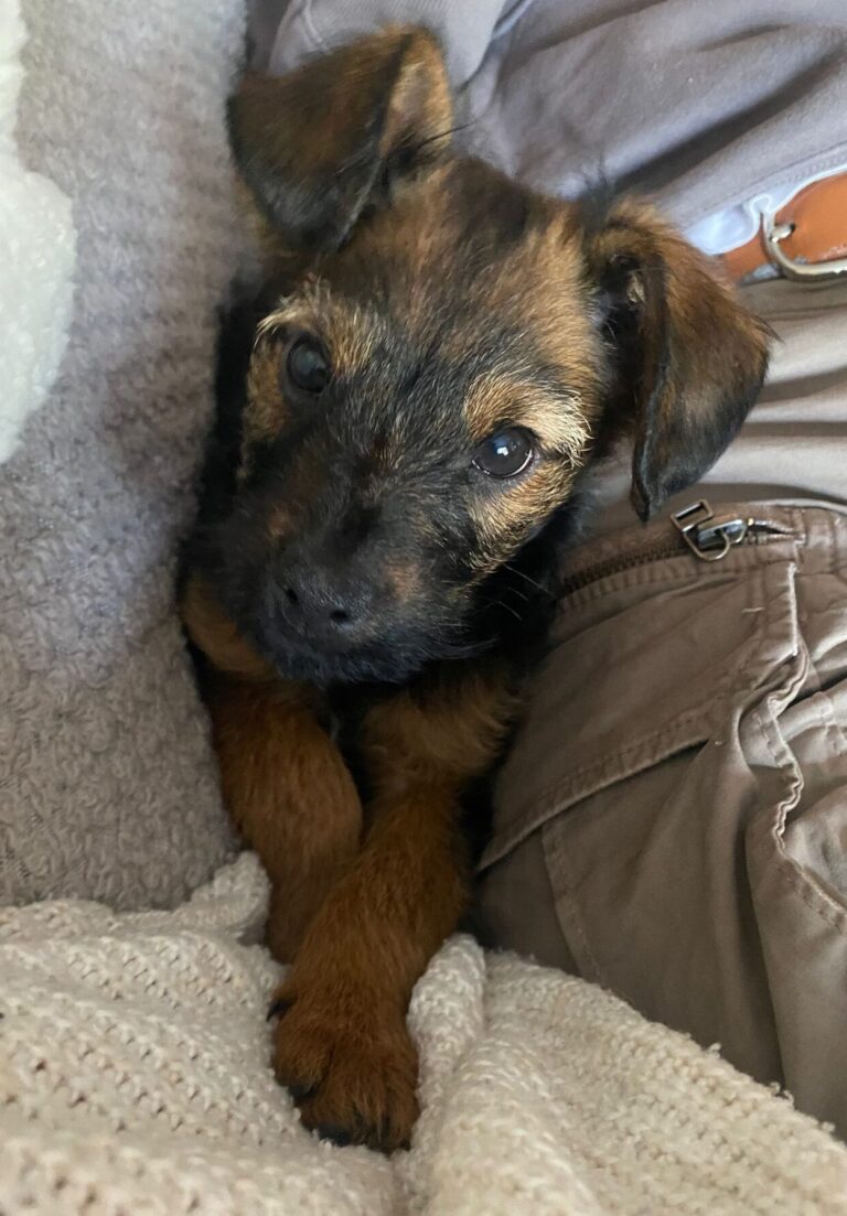 All Dogs Matter | Arthur
