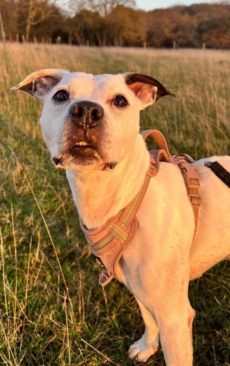 All Dogs Matter | Byron