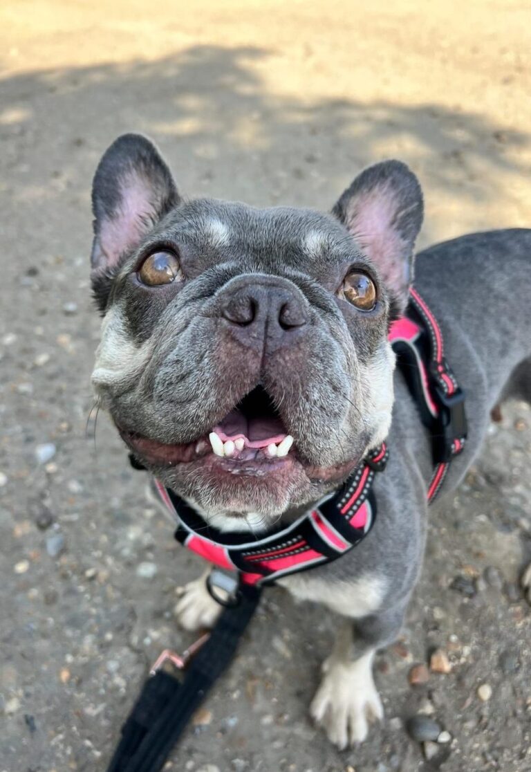 All Dogs Matter | Cali