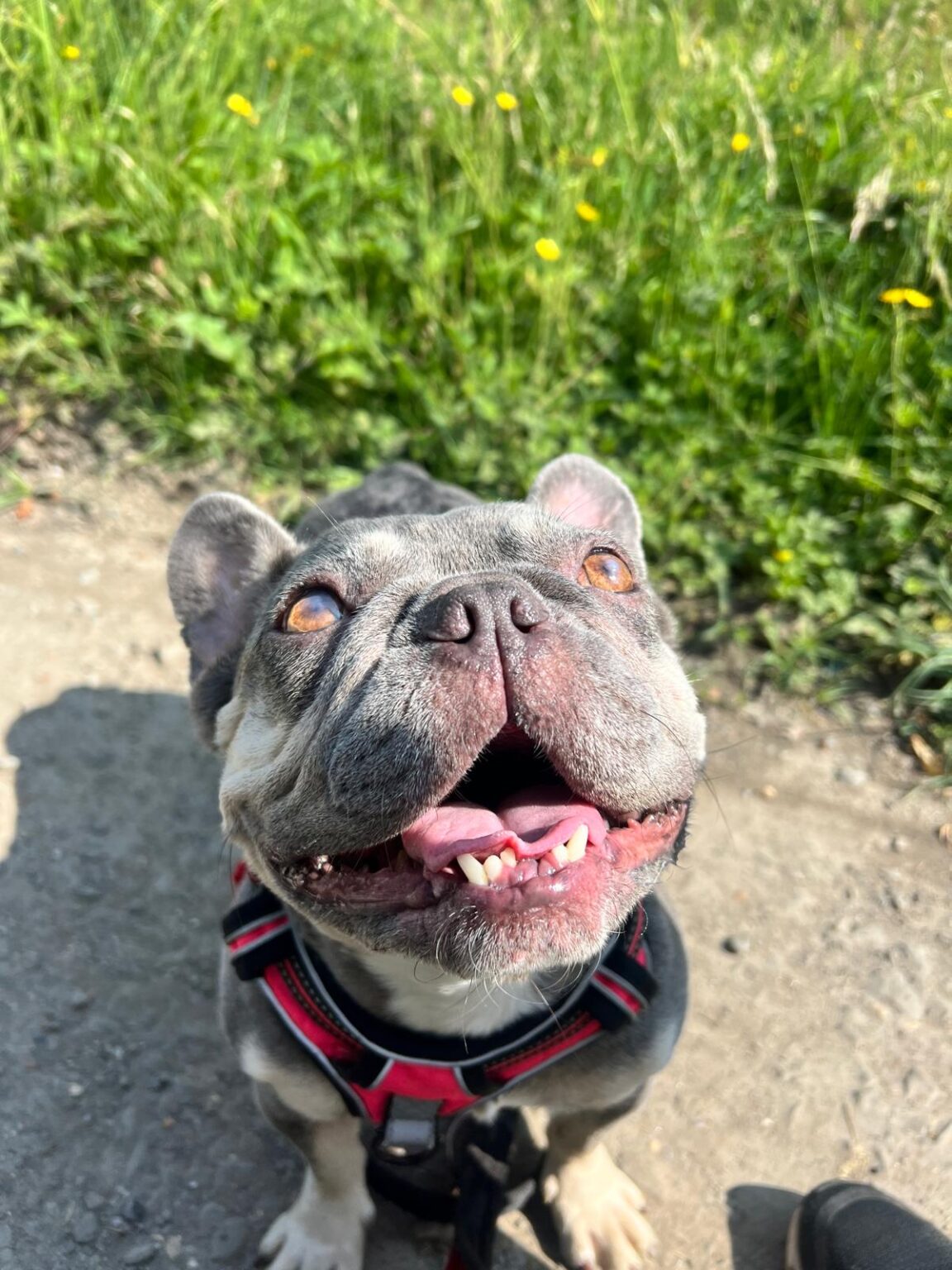 All Dogs Matter | Cali