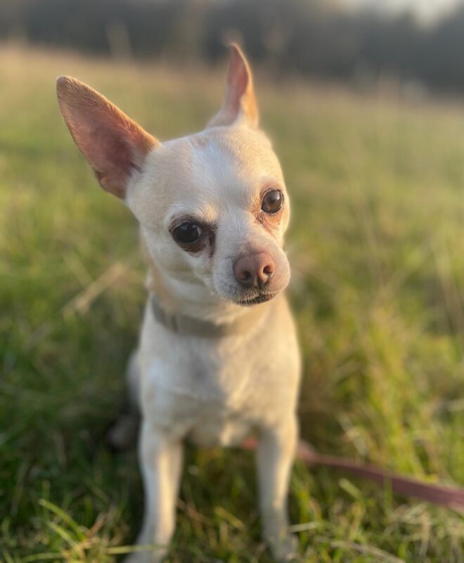 All Dogs Matter | Charlie