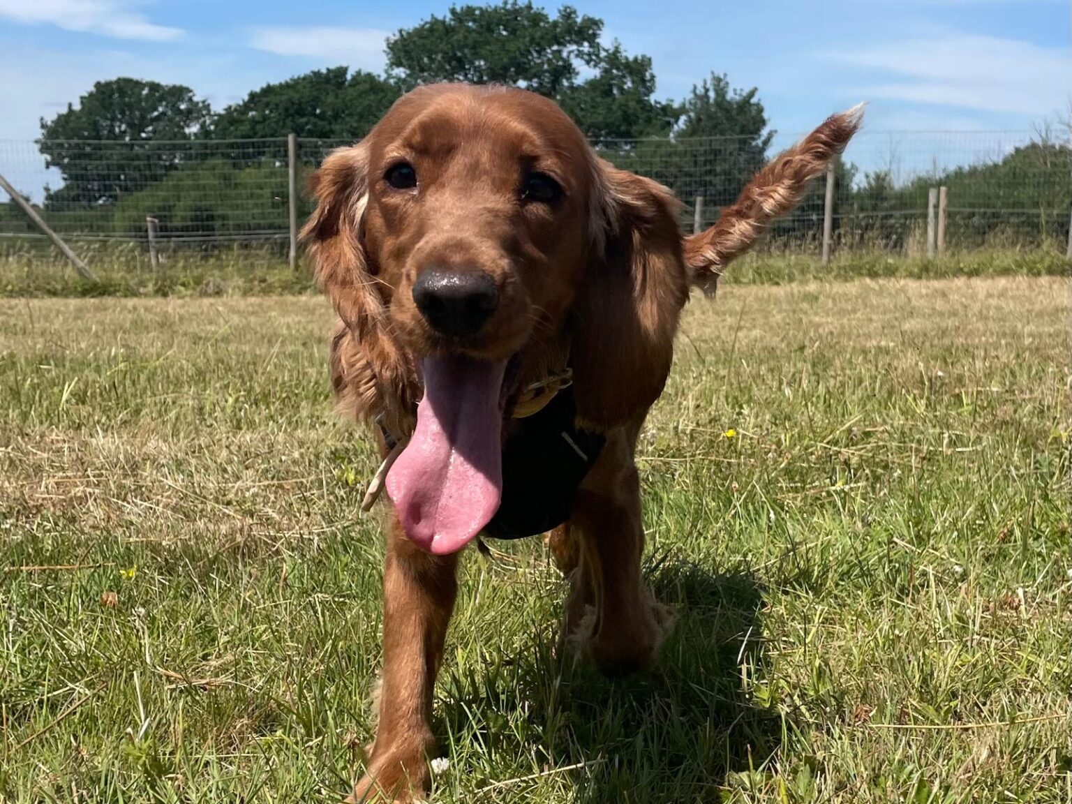 All Dogs Matter | Daisy