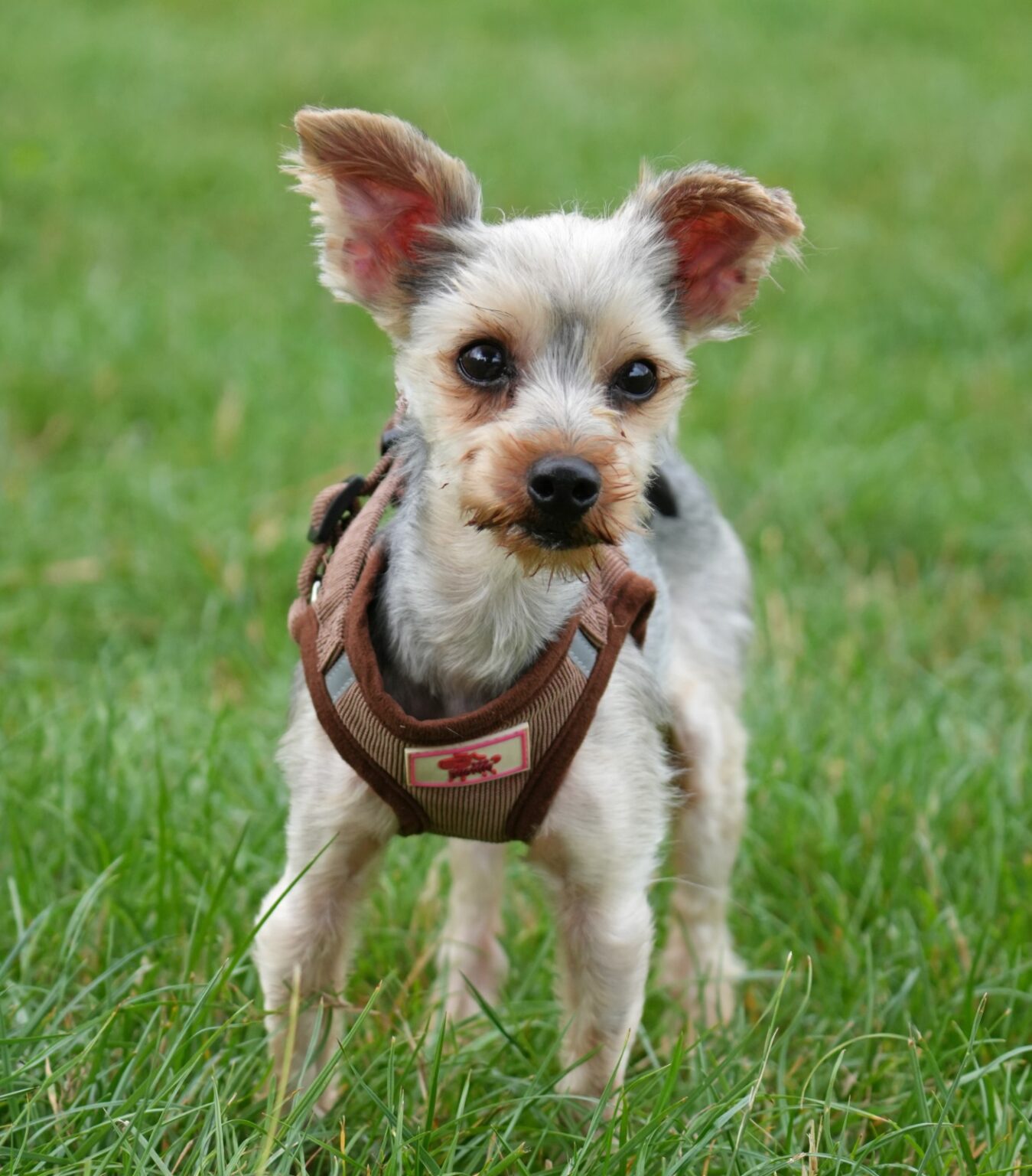 All Dogs Matter | Donnie