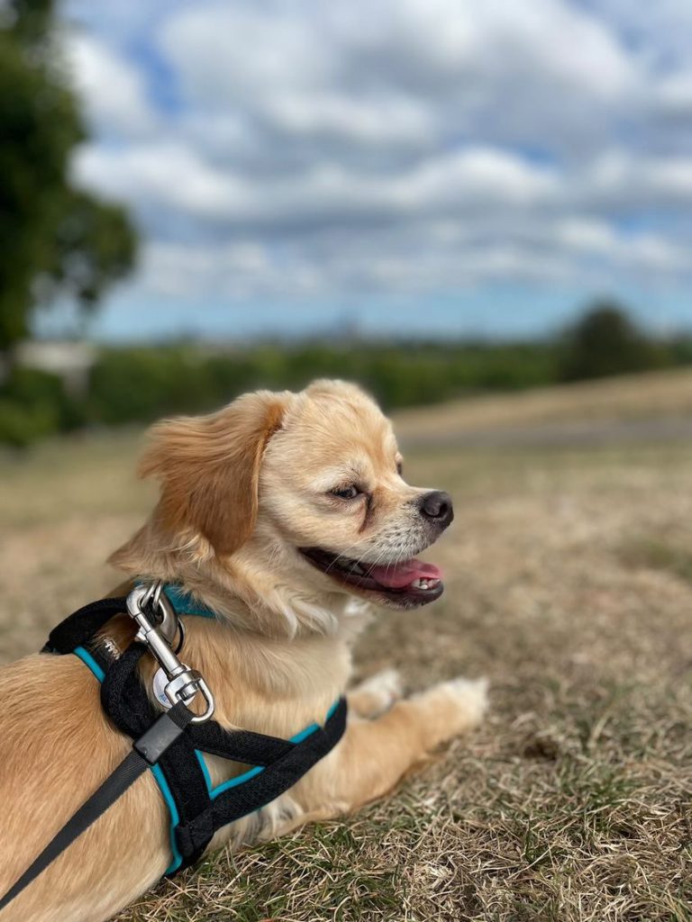 All Dogs Matter | Max