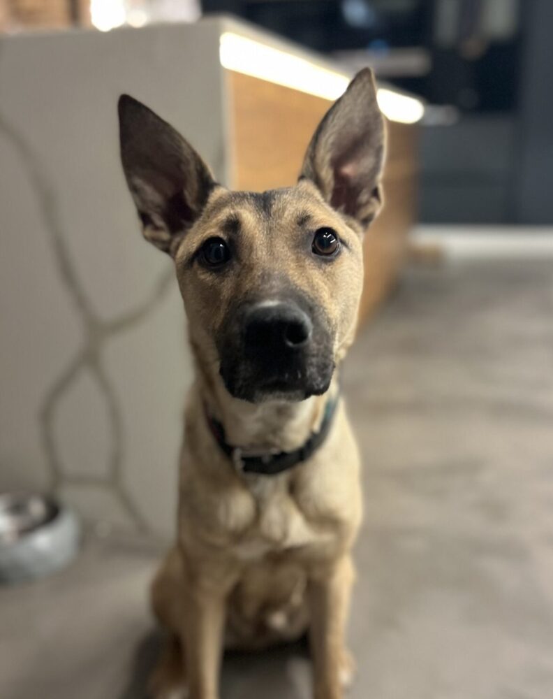 All Dogs Matter | Halle