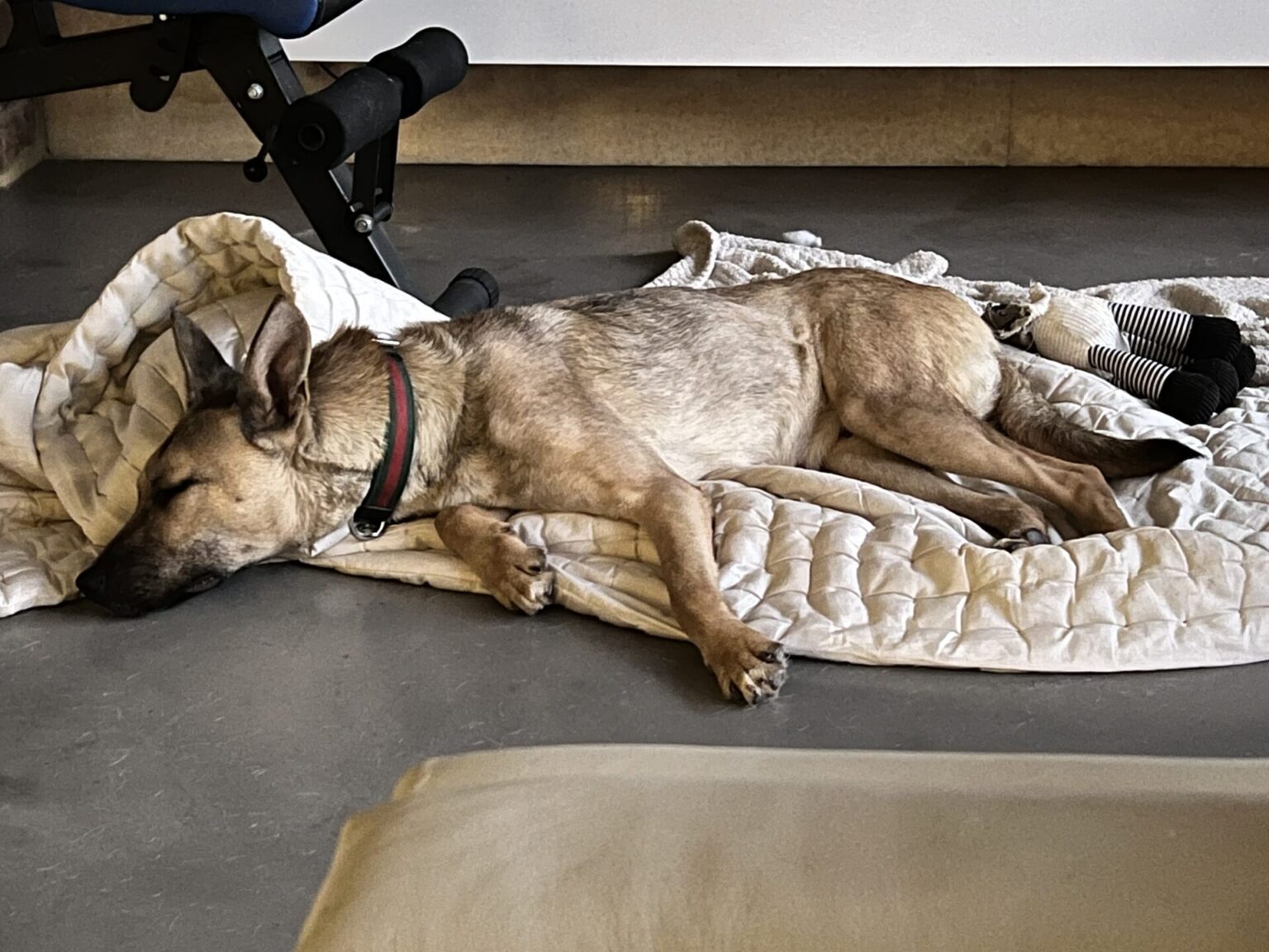 All Dogs Matter | Halle