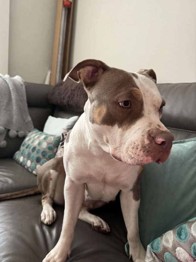 All Dogs Matter | Dash