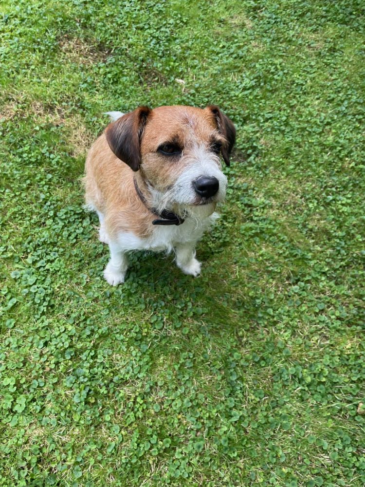 All Dogs Matter | Kit