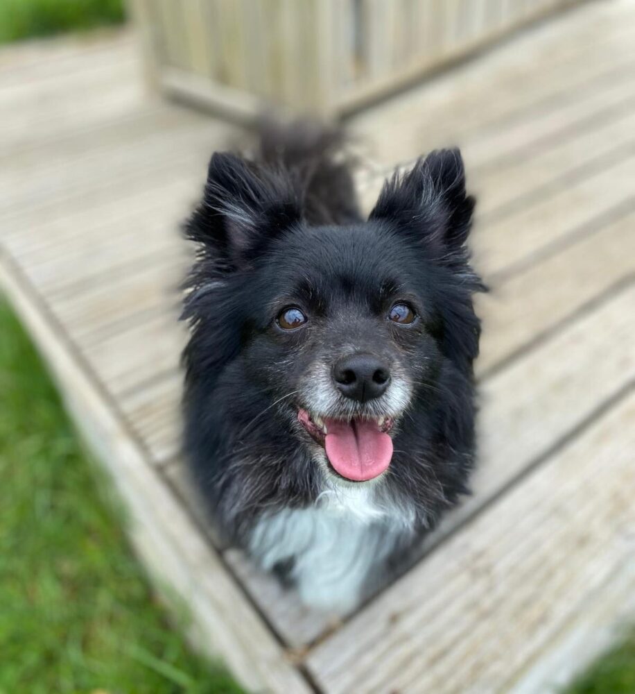 All Dogs Matter | Lyla