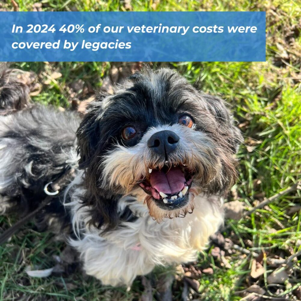 All Dogs Matter | Gift in a Will