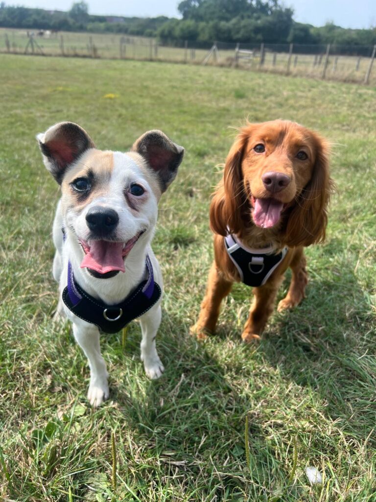 All Dogs Matter | Lizzy