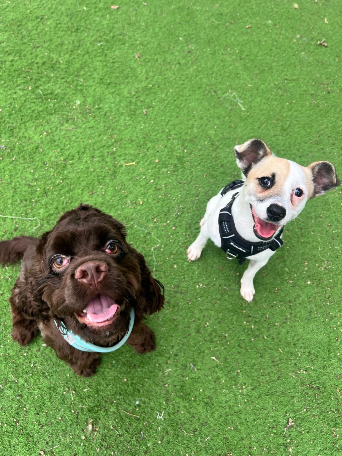 All Dogs Matter | Lizzy