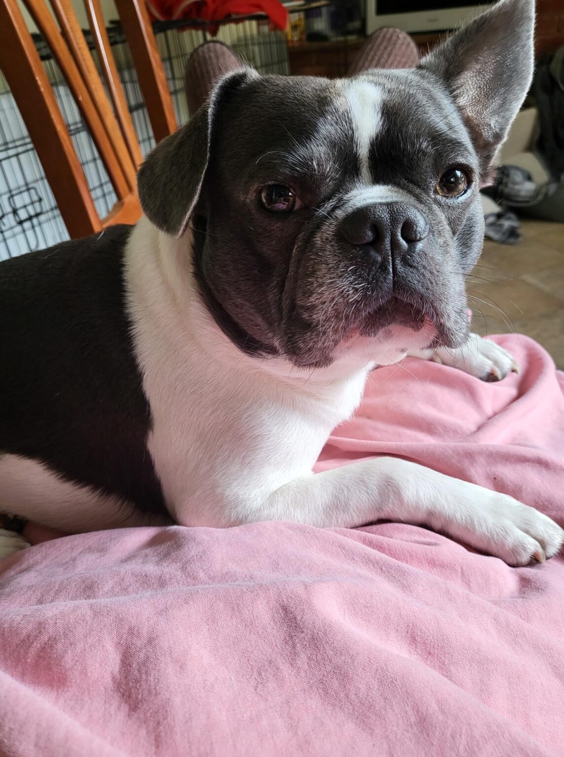 All Dogs Matter | Monty