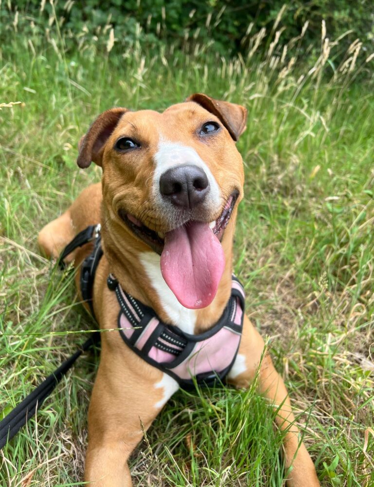 All Dogs Matter | Moo