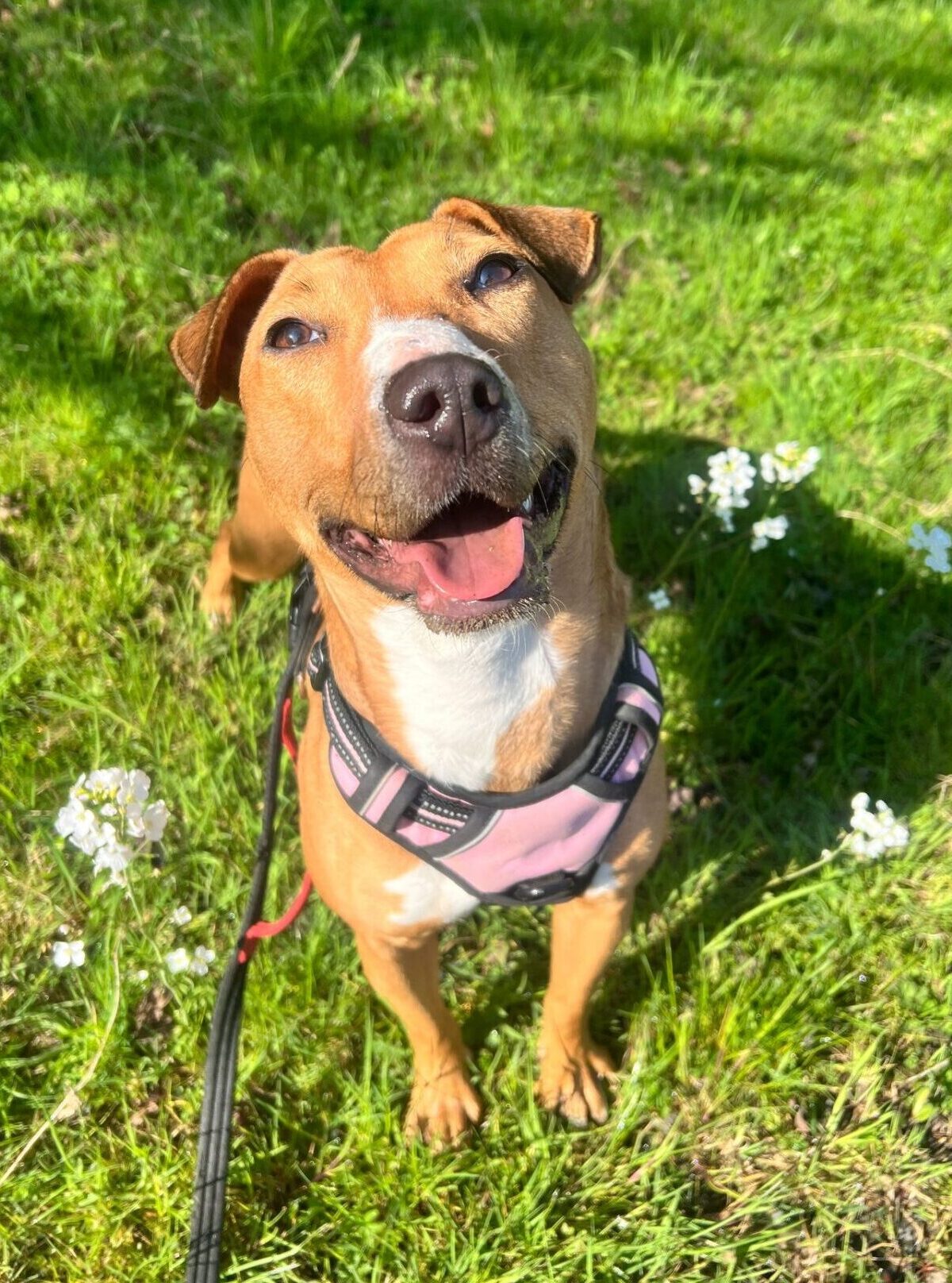 All Dogs Matter | Moo