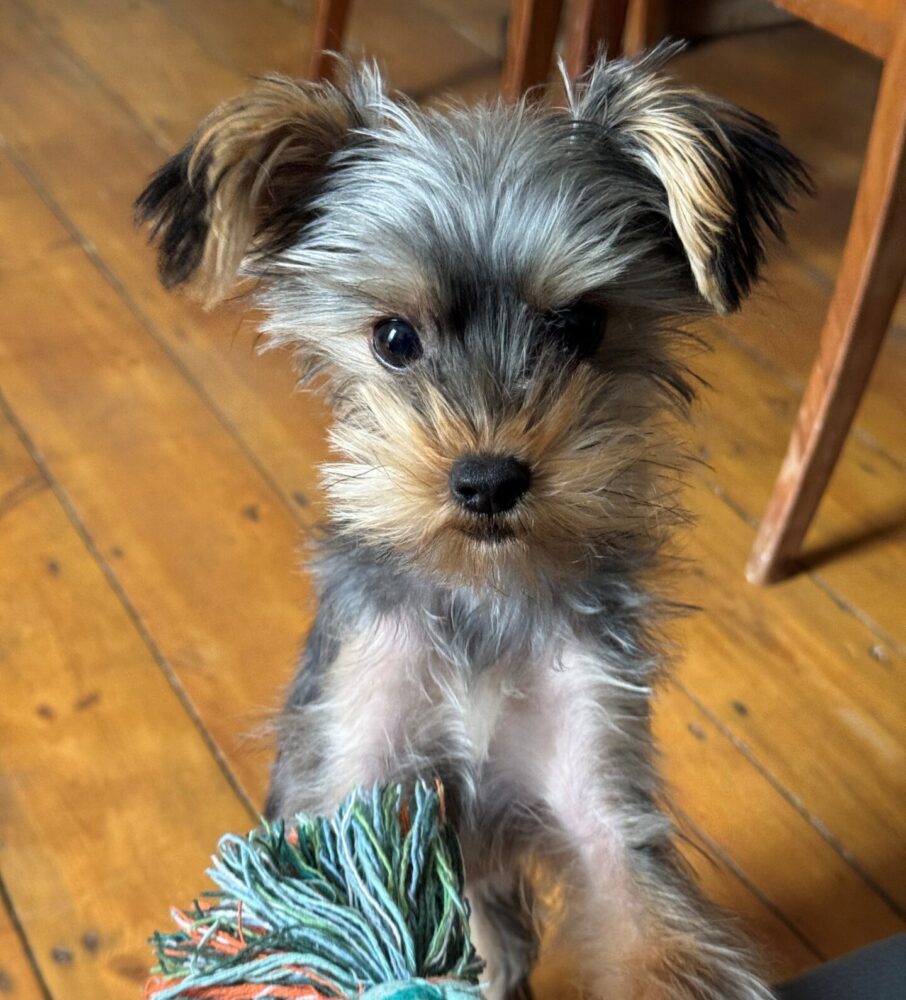 All Dogs Matter | Mosa