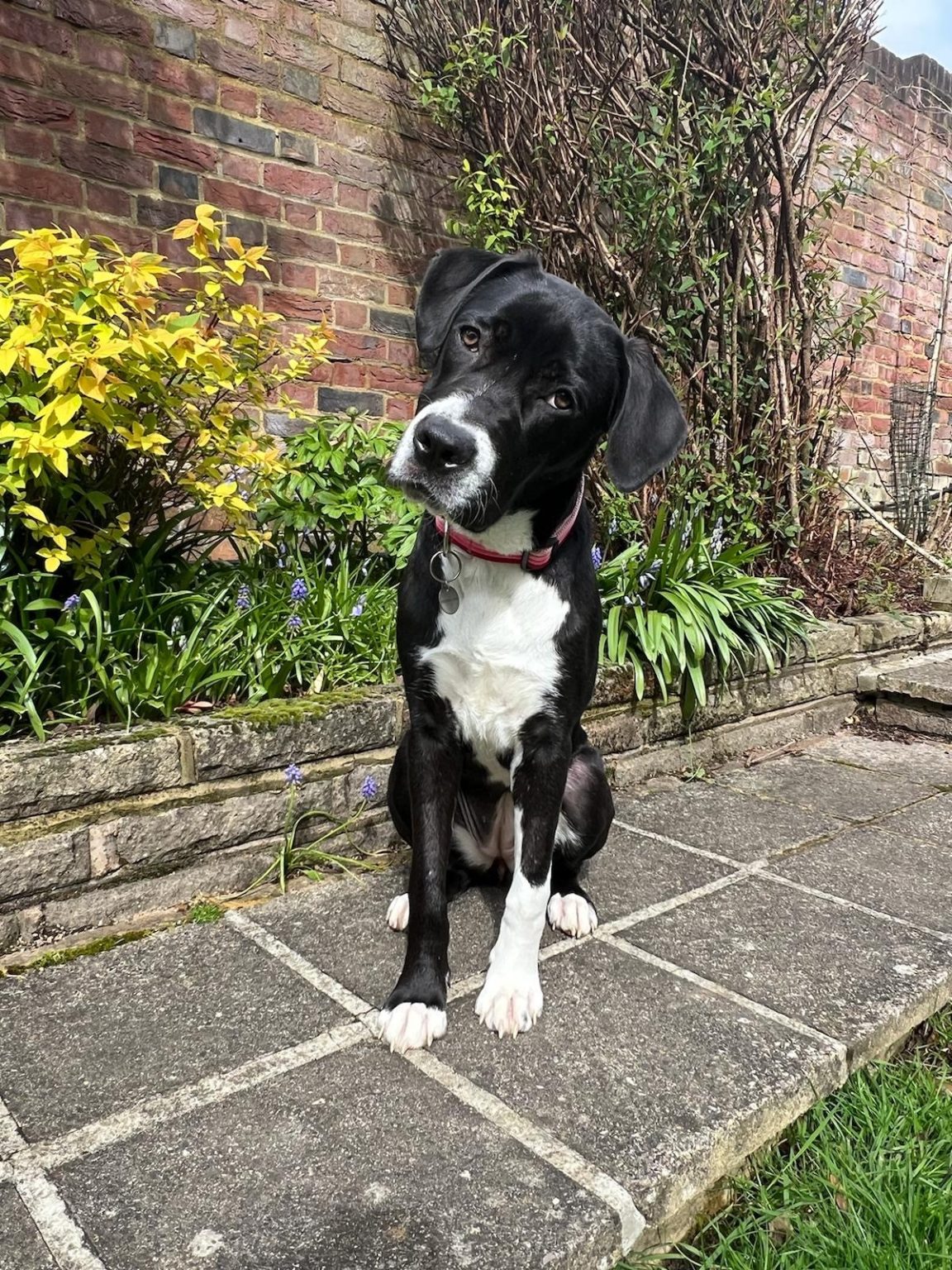 All Dogs Matter | Periwinkle