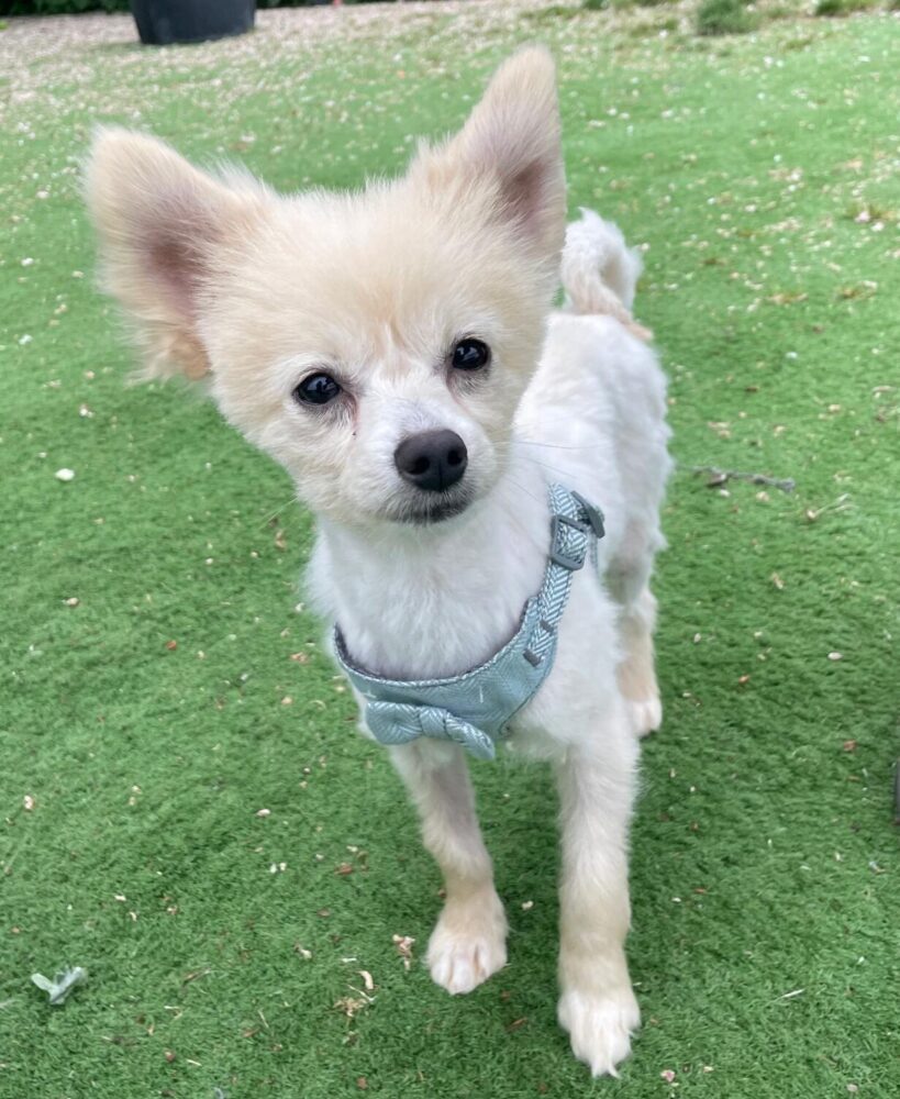 All Dogs Matter | Peter