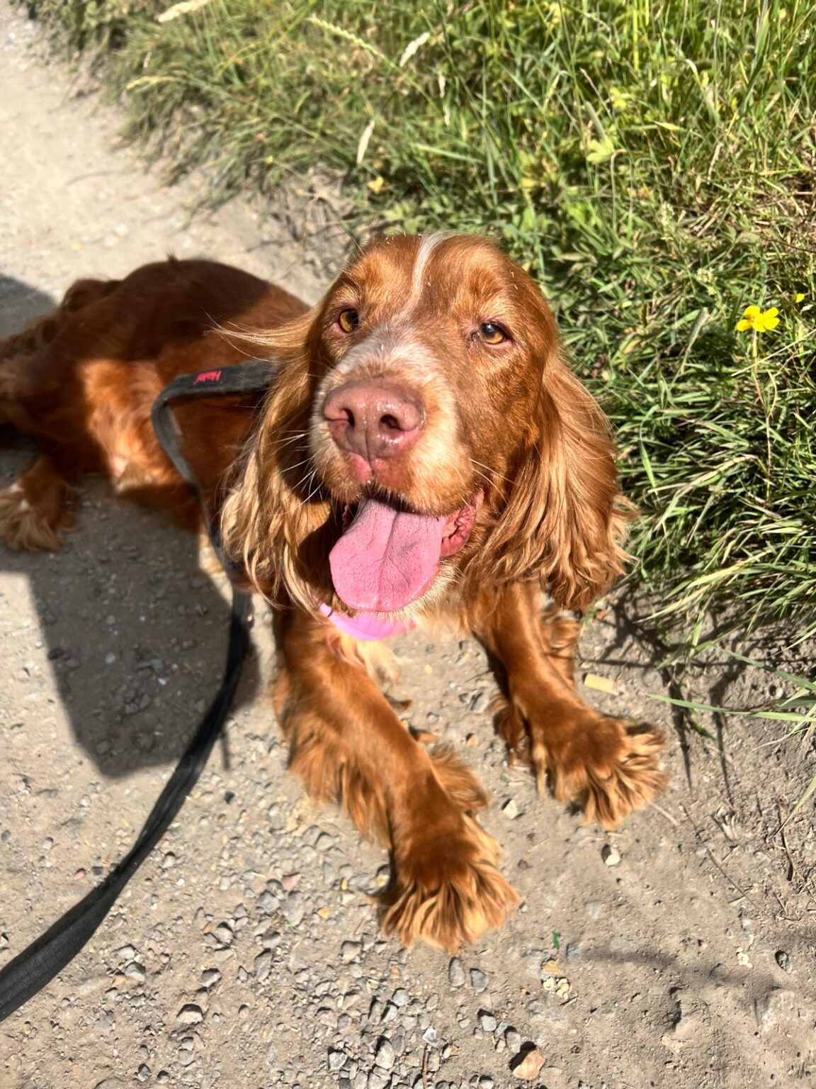 All Dogs Matter | Red