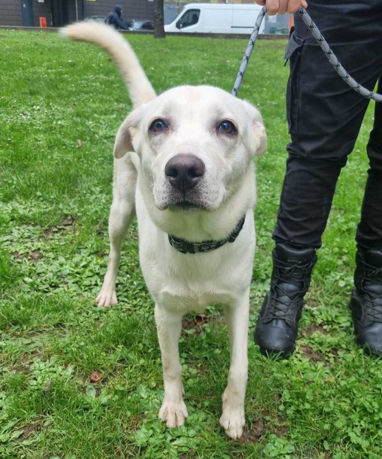 All Dogs Matter | Roo