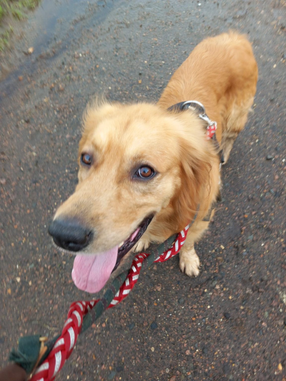 All Dogs Matter | Sam