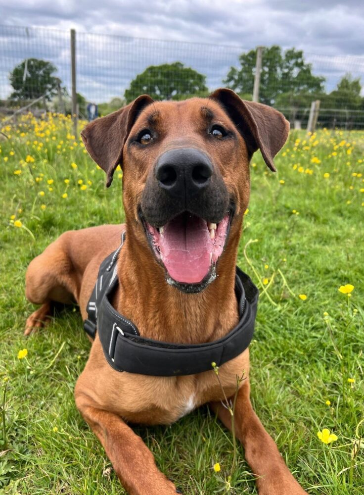 All Dogs Matter | Sherman