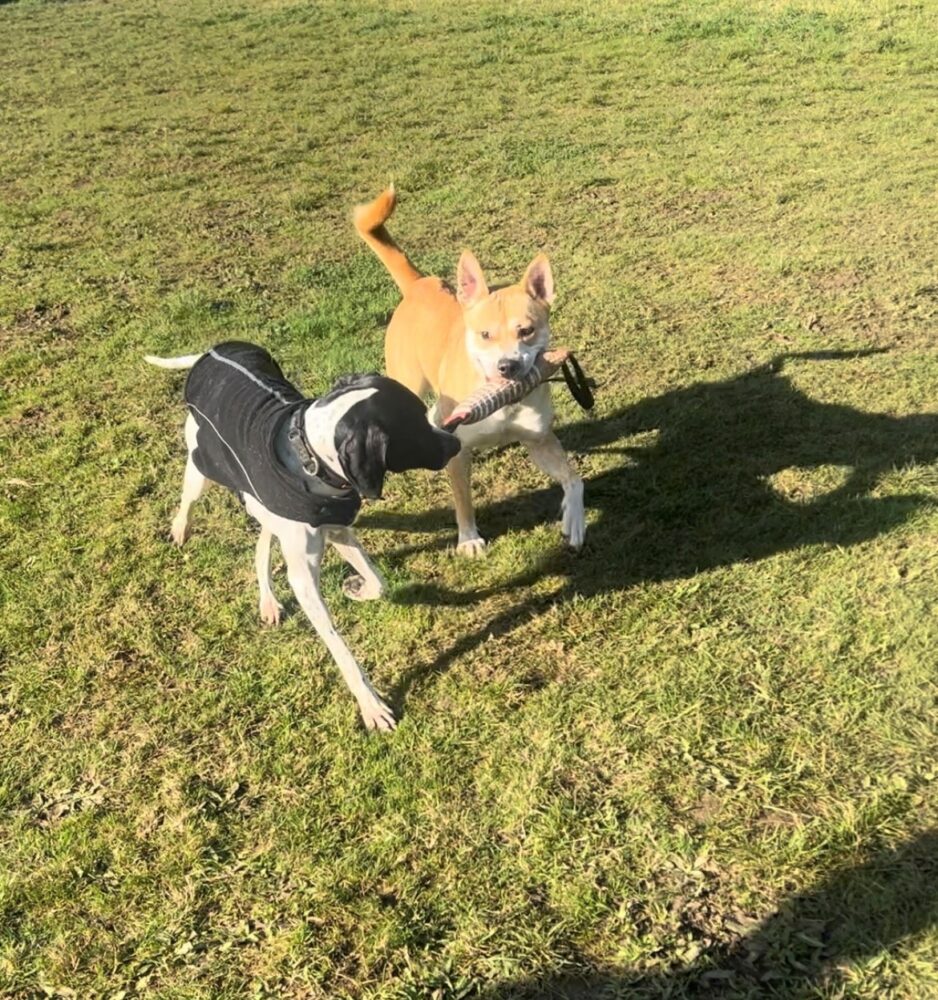 All Dogs Matter | Sienna