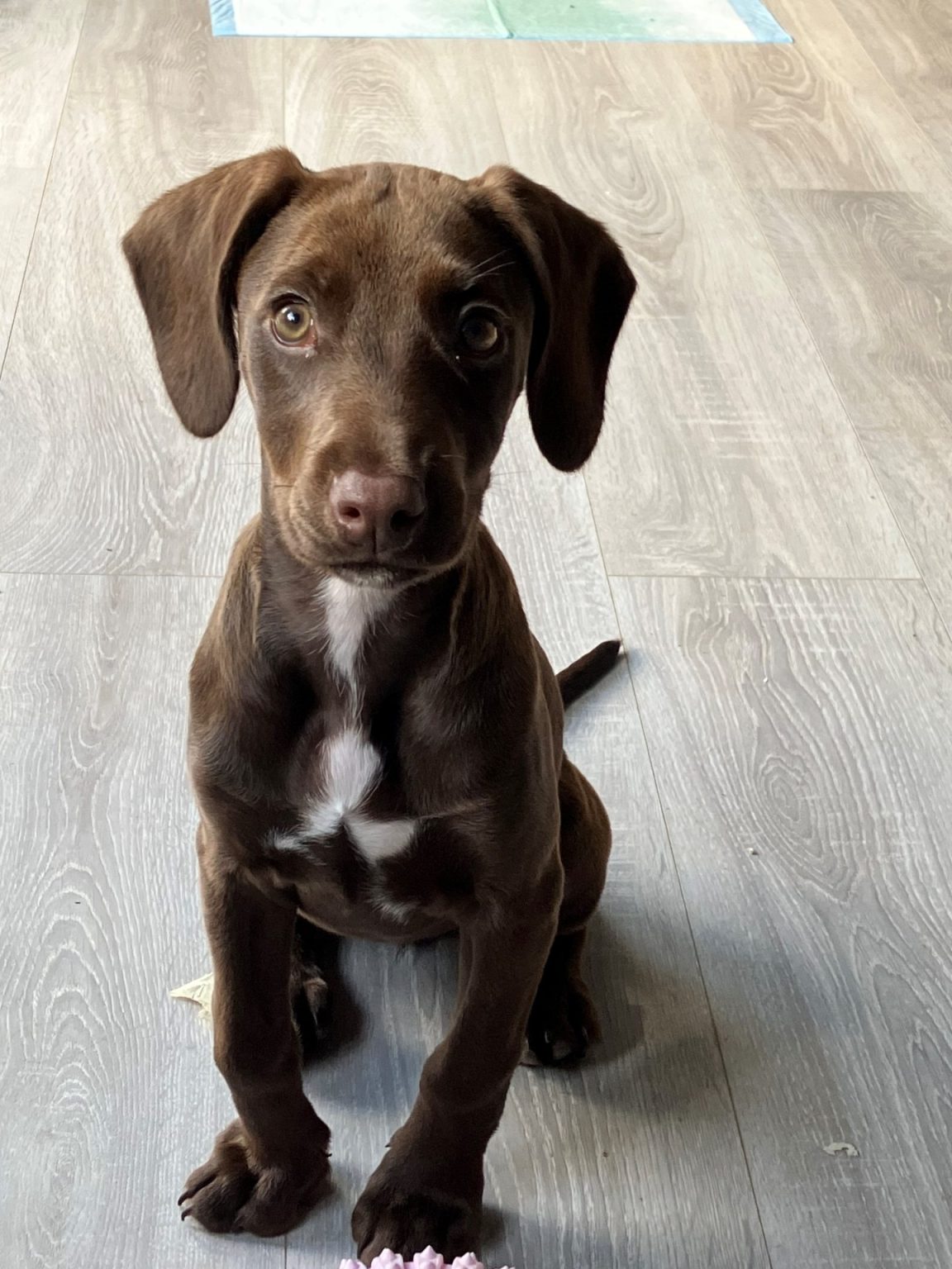 All Dogs Matter | Sora