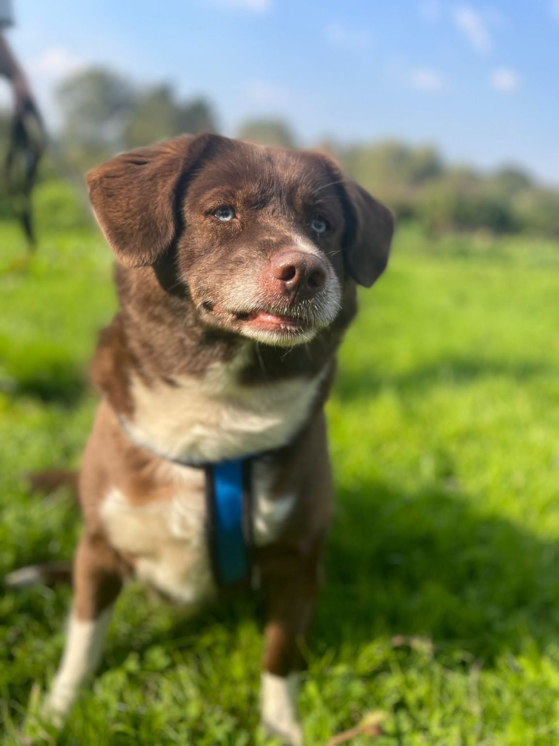 All Dogs Matter | Suki