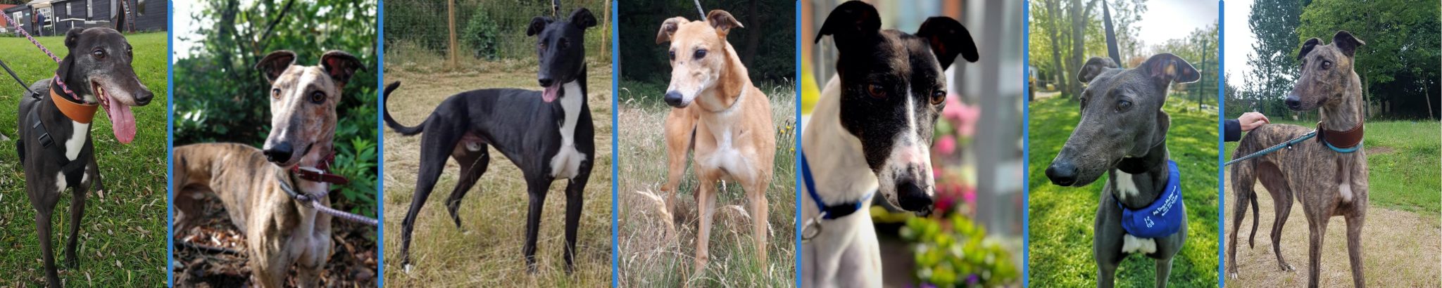 All Dogs Matter | Rehoming an ex-racing greyhound