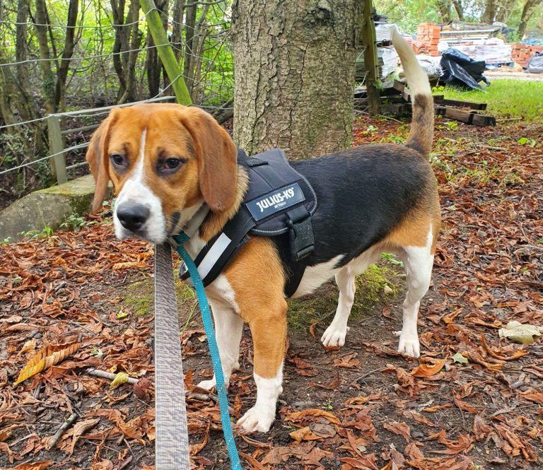 All Dogs Matter | Chester