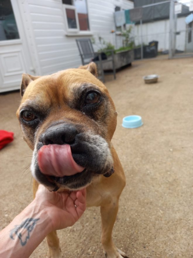 Can A Dog Survive With No Tongue