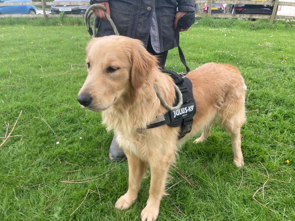 All Dogs Matter | Tess