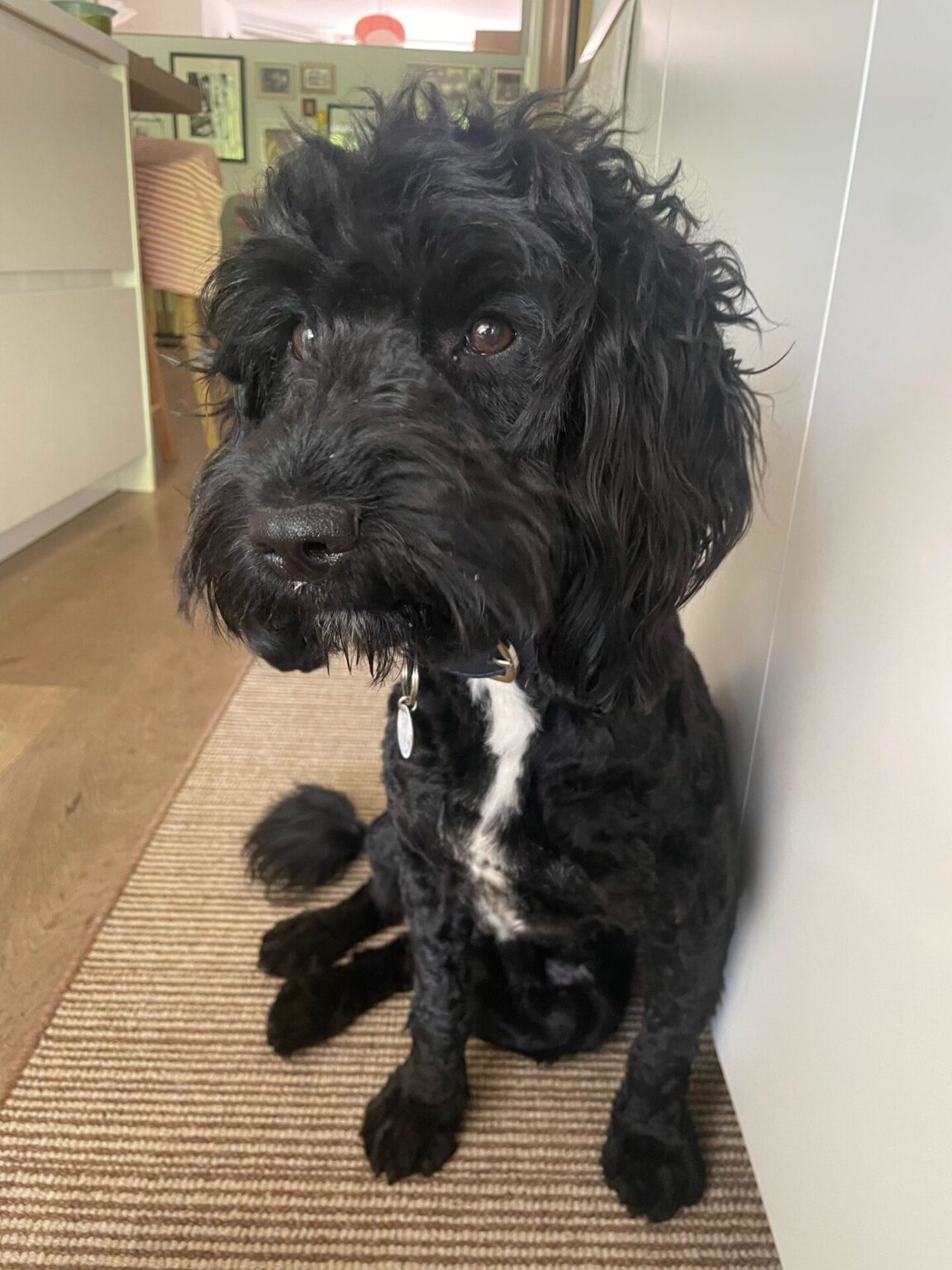 All Dogs Matter | Ripley