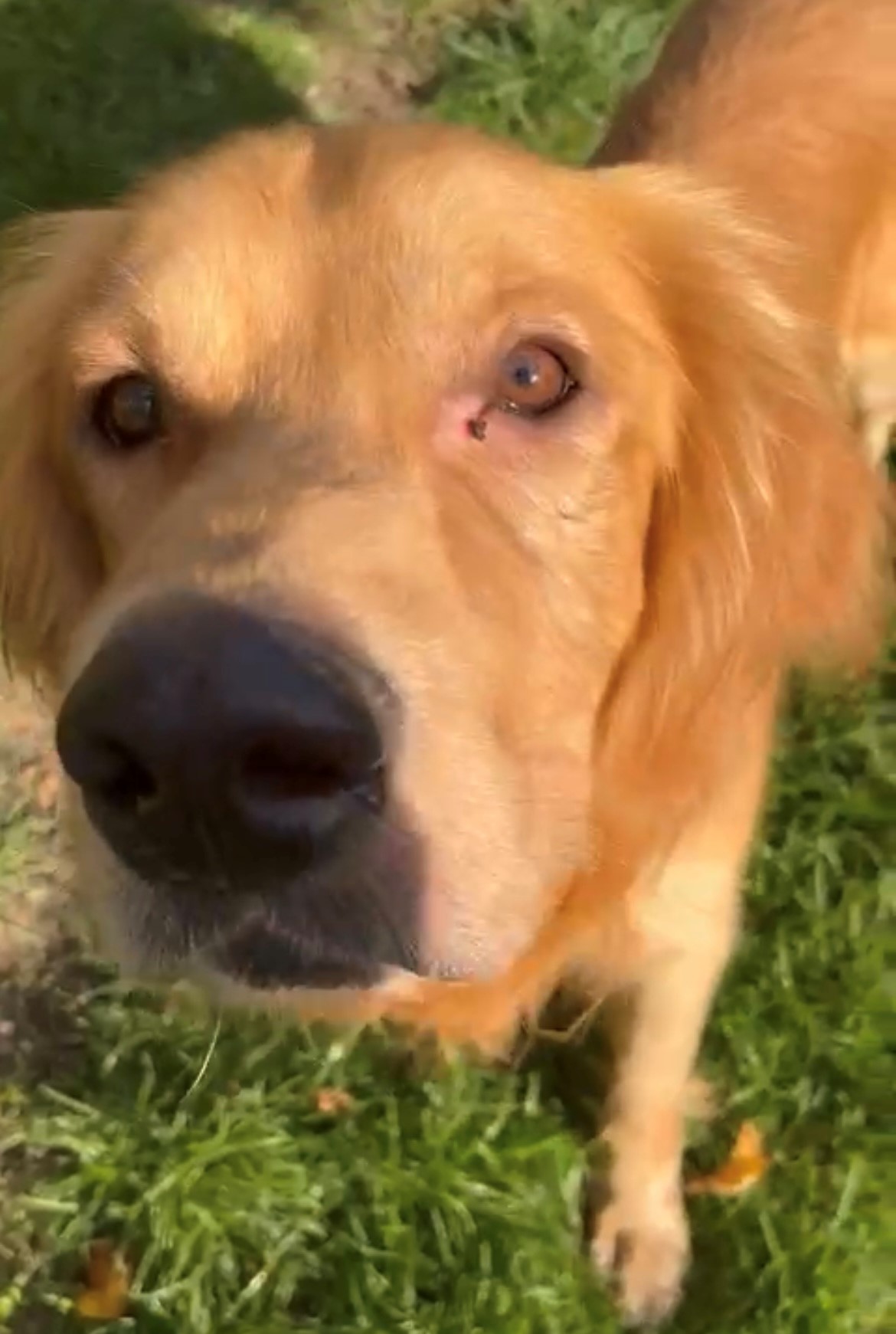 All Dogs Matter | Sam