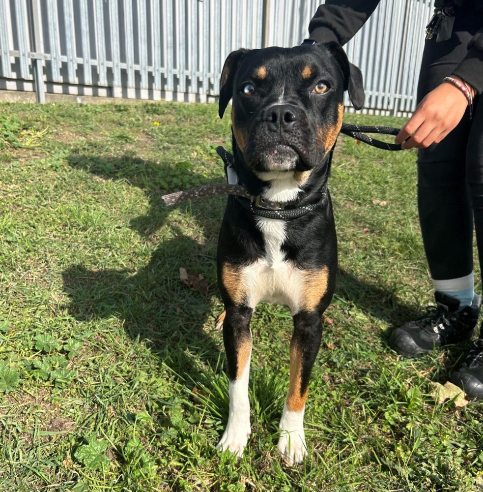 All Dogs Matter | Shylo