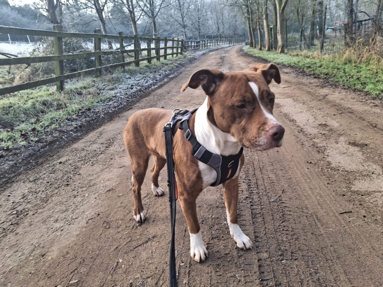 All Dogs Matter | Ellie