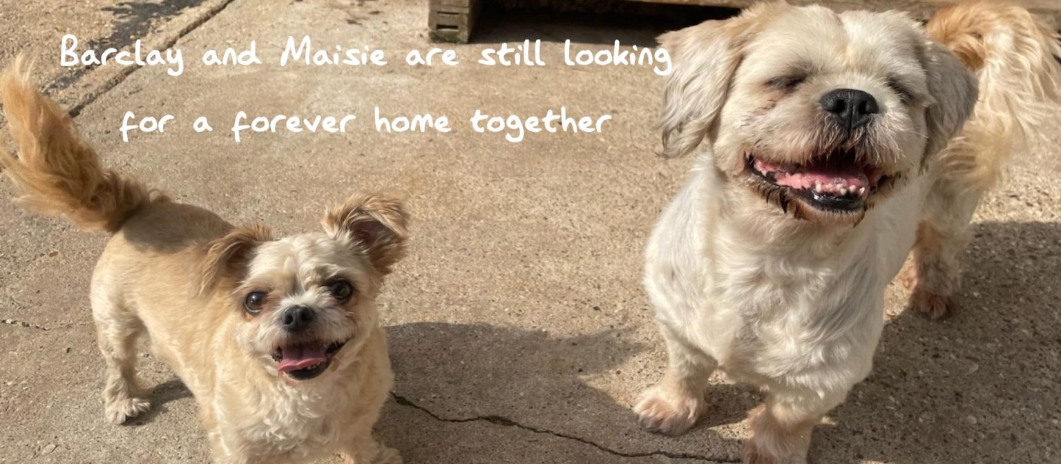 All Dogs Matter